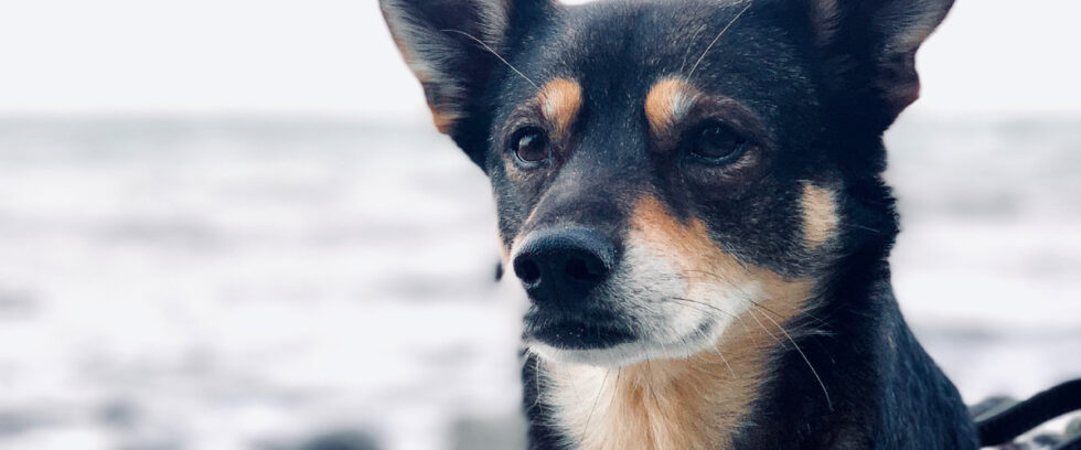 Warum Haben Hunde Nasse Nasen? – Geruchssinn Hund Tabelle – IXXLIQ